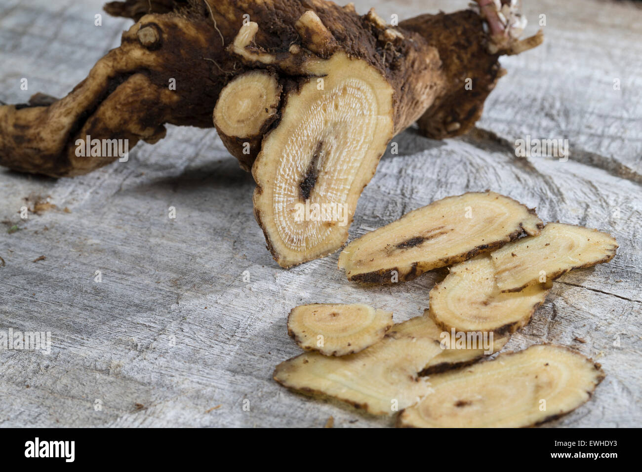 Common soapwort, crow soap, soapweed, root, roots, Echtes Seifenkraut ...