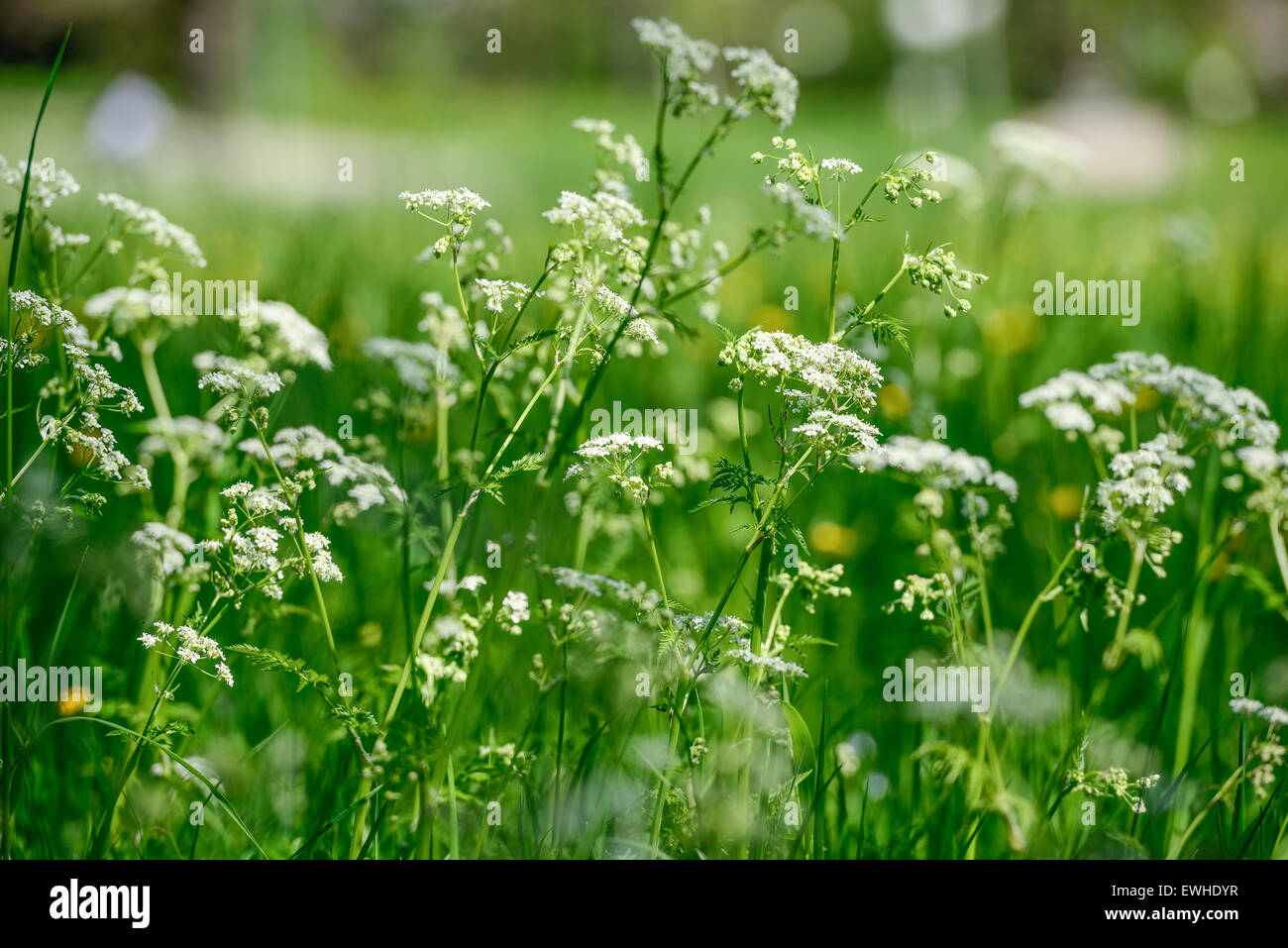 Depth of feeling hi-res stock photography and images - Alamy