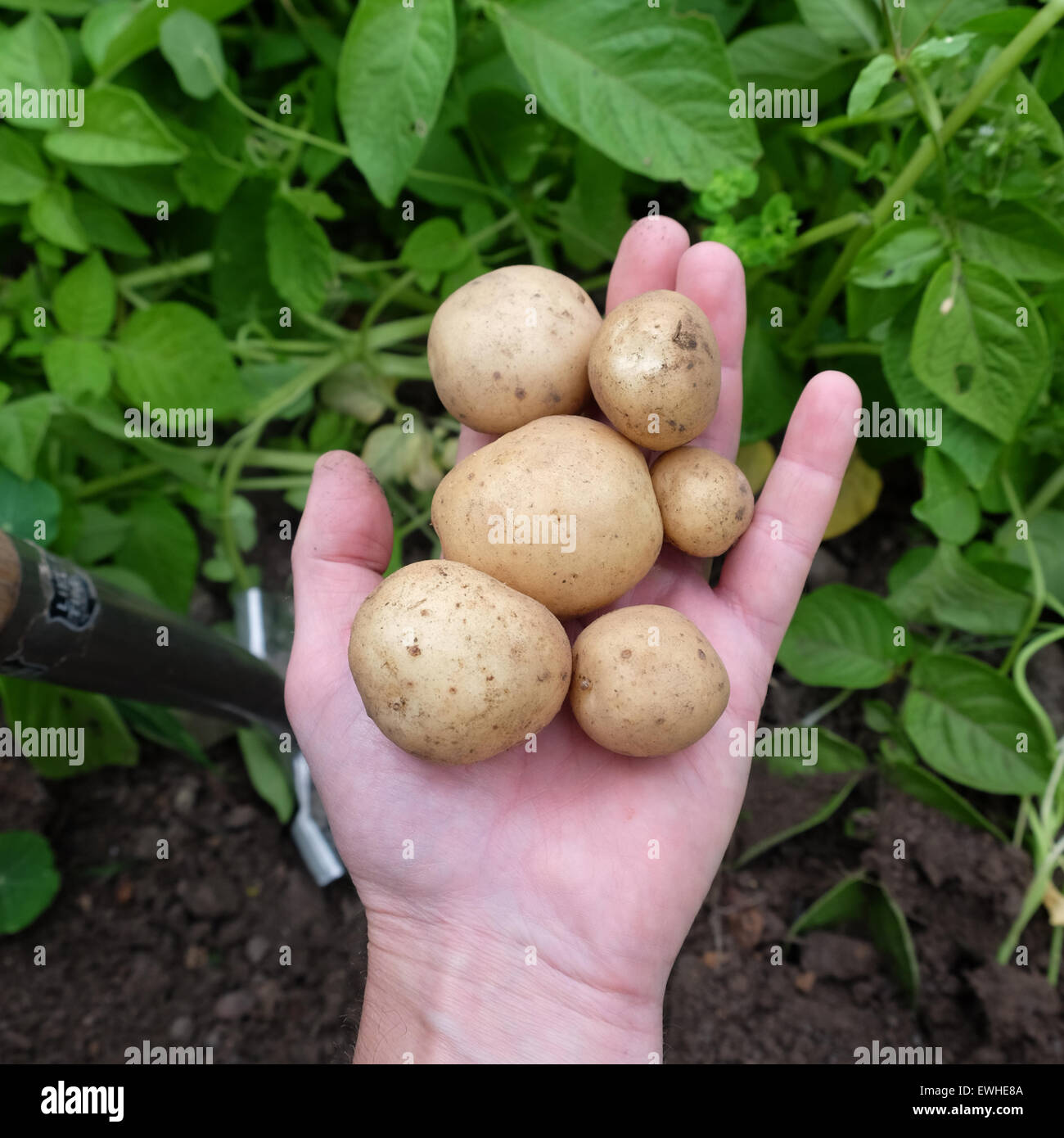 Growing potatoes uk hi-res stock photography and images - Alamy