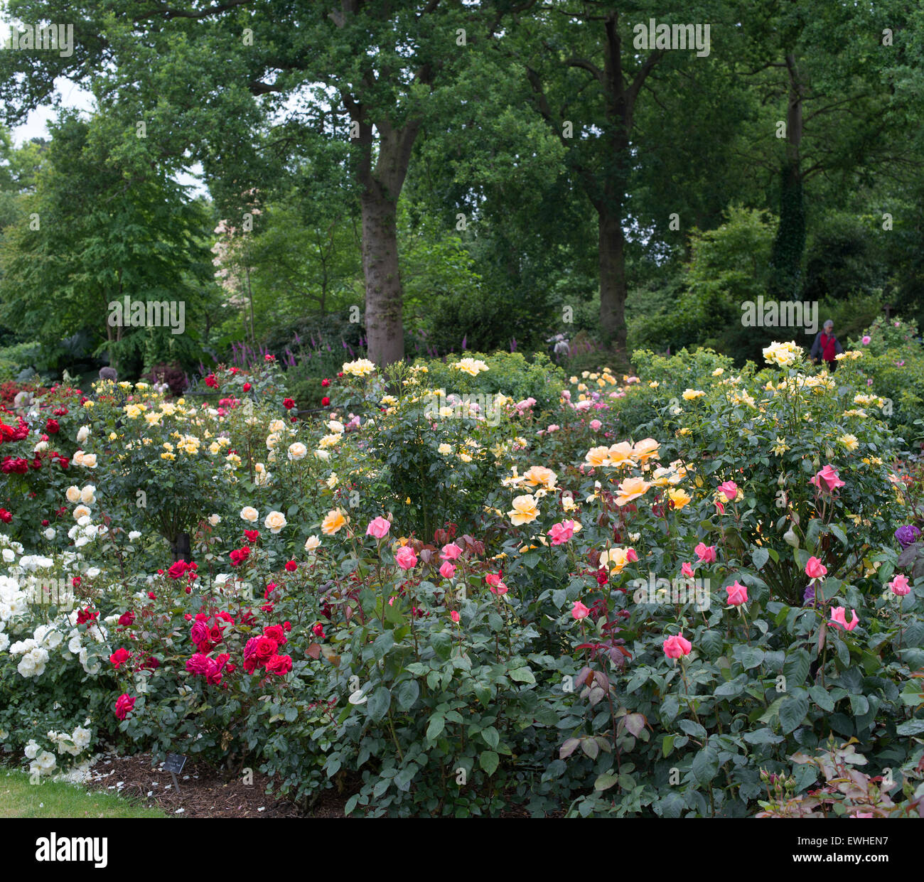 Rose Garden at RHS Wisley Gardens, Surrey, England Stock Photo - Alamy