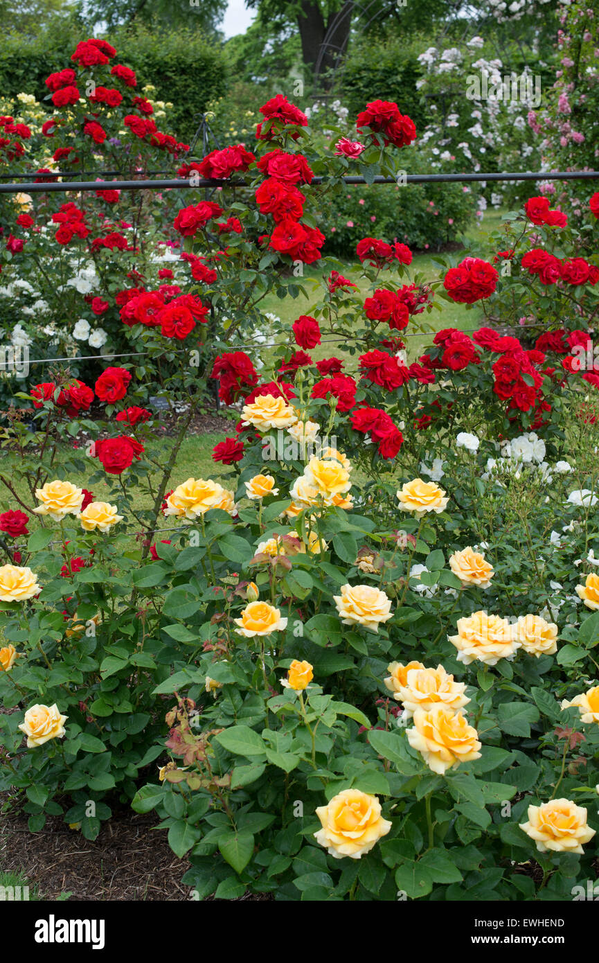 Gardens roses hi-res stock photography and images - Alamy