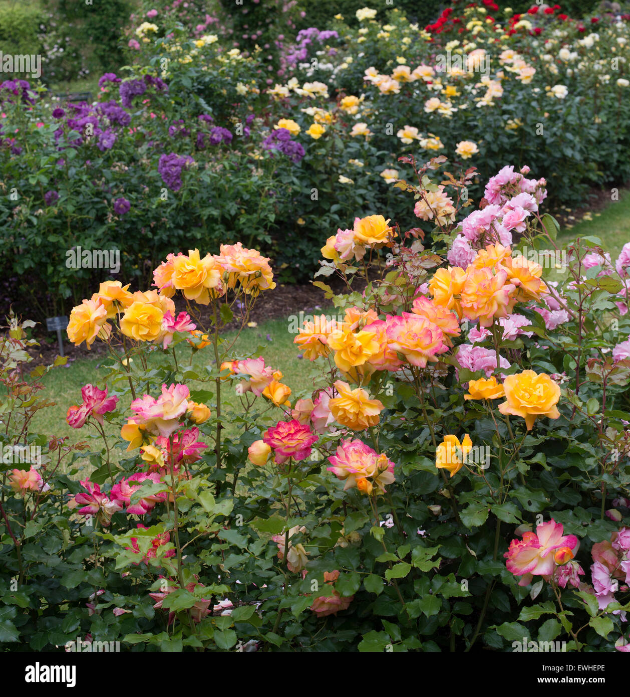 Rose Garden with Rosa 'sahara tanarasah' at RHS Wisley Gardens, Surrey ...