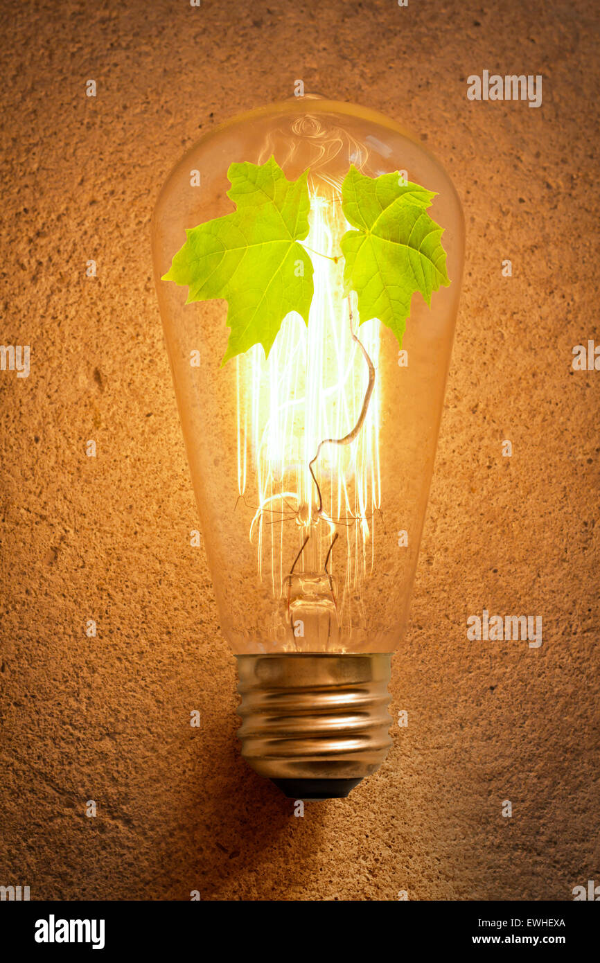 Seedling maple sapling hi-res stock photography and images - Alamy