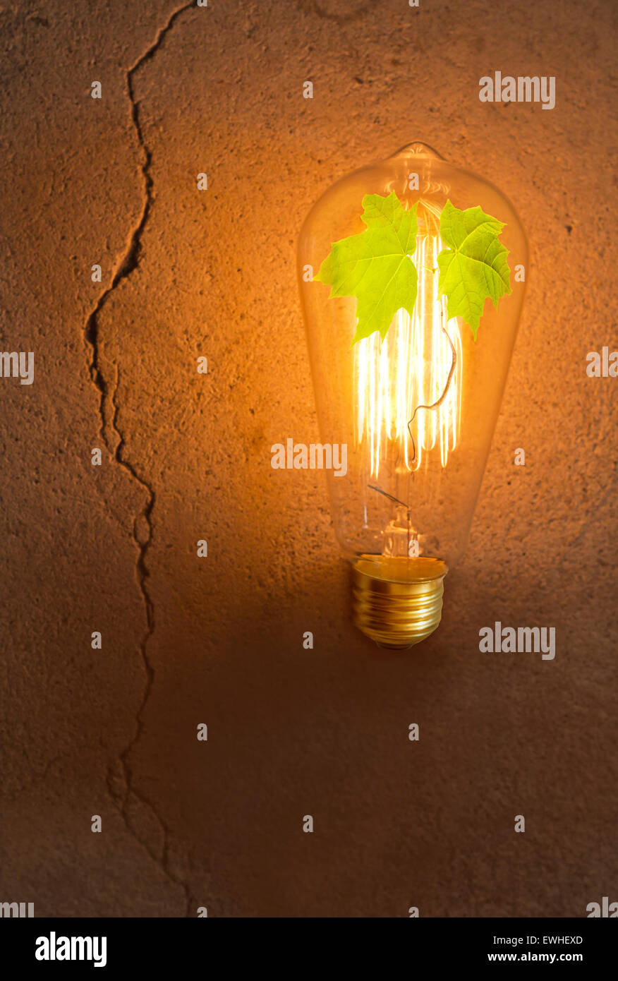 Tree sapling grows inside vintage edison style filament lighbulb Stock ...