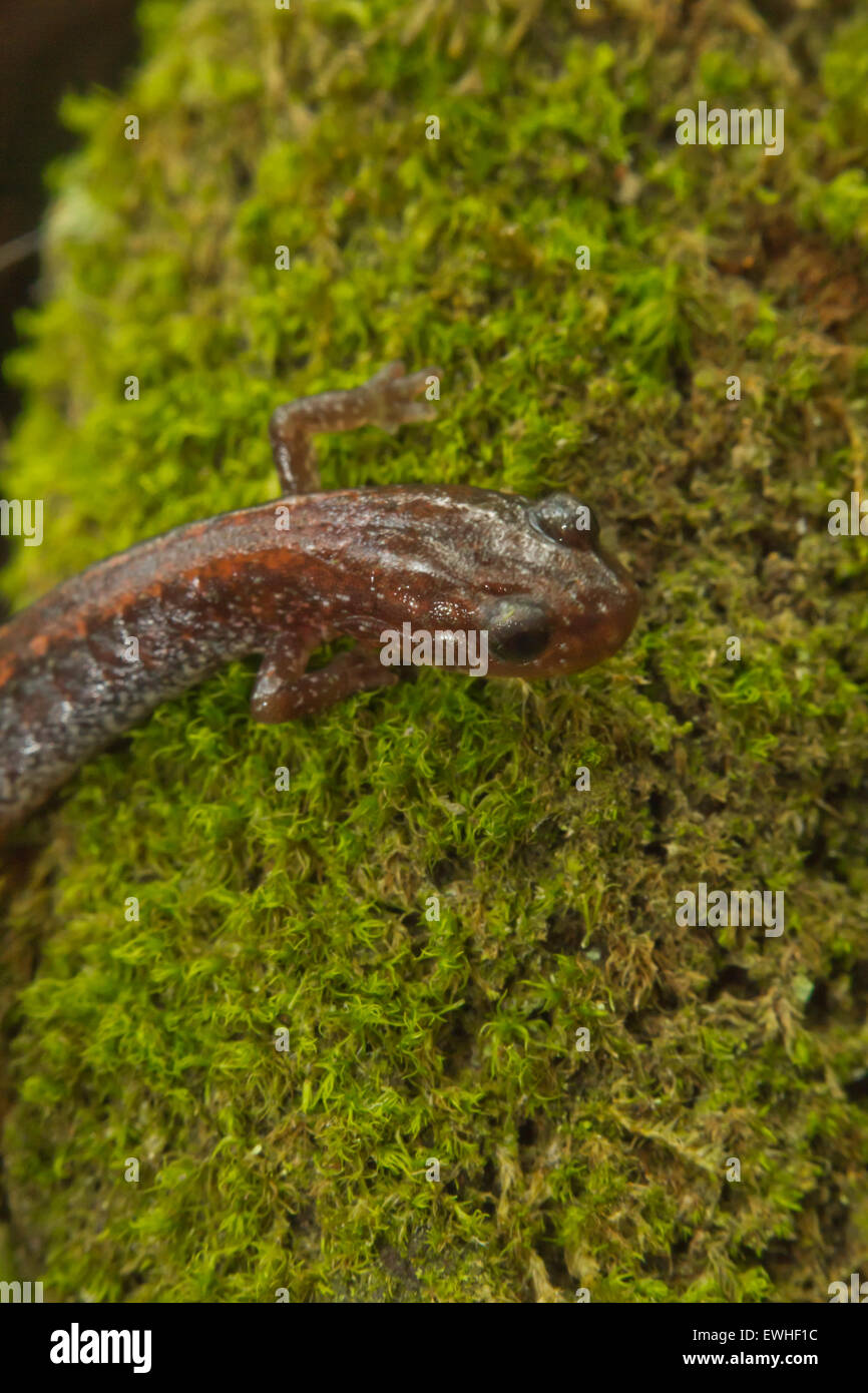 Lead backed salamander hi-res stock photography and images - Alamy