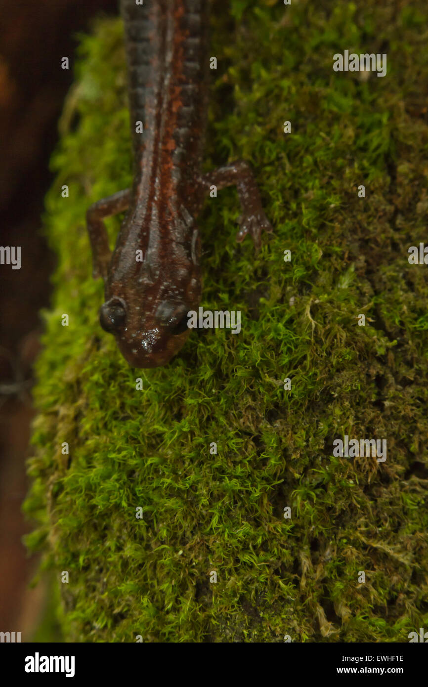Lead backed salamander hi-res stock photography and images - Alamy