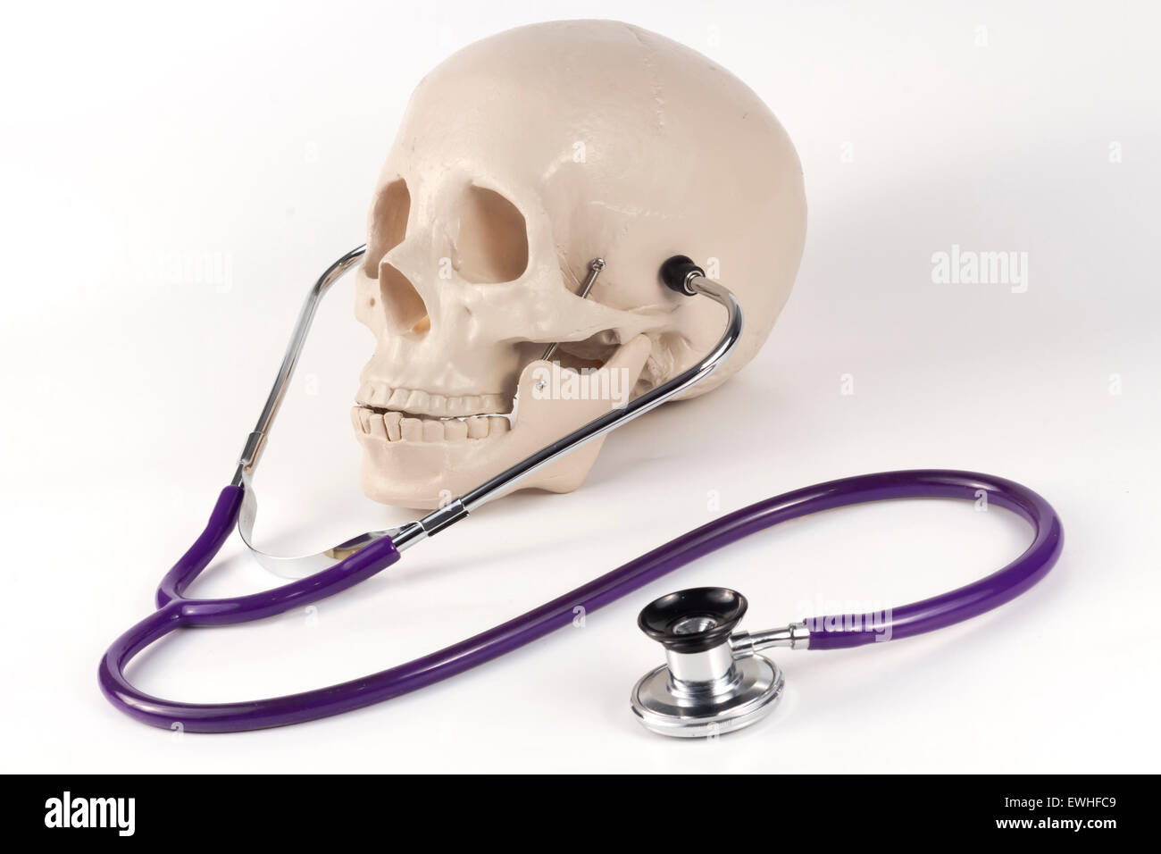 Educational medical supply skull wearing stethoscope Stock Photo - Alamy