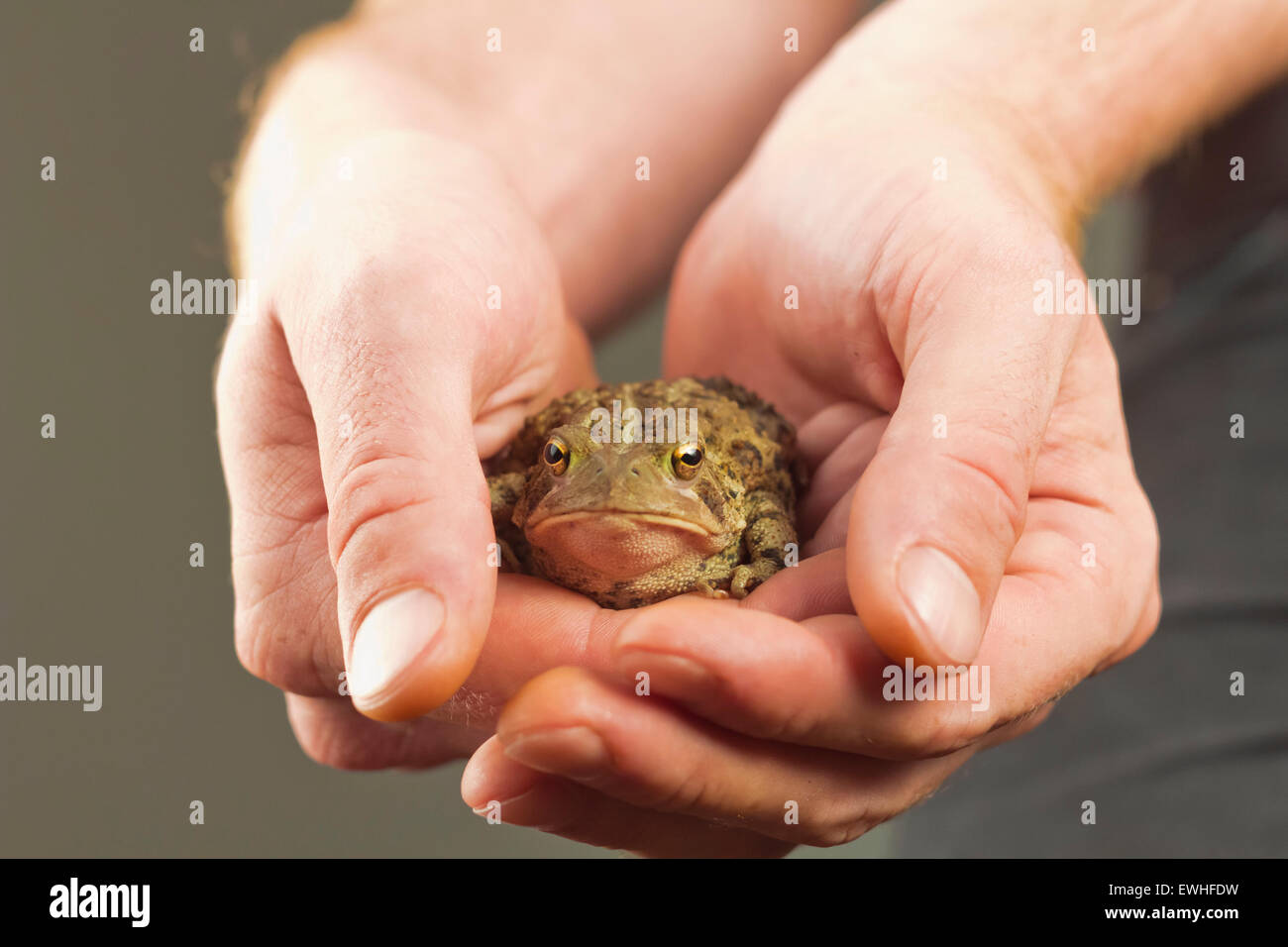 Gentle hands hold captive grumpy Eastern American toad Stock Photo - Alamy
