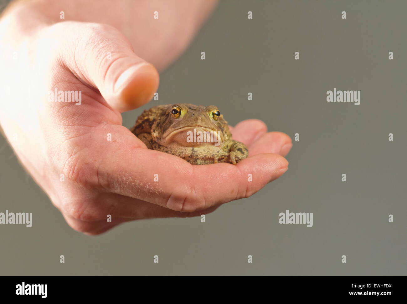 Hands holding toad hi-res stock photography and images - Alamy