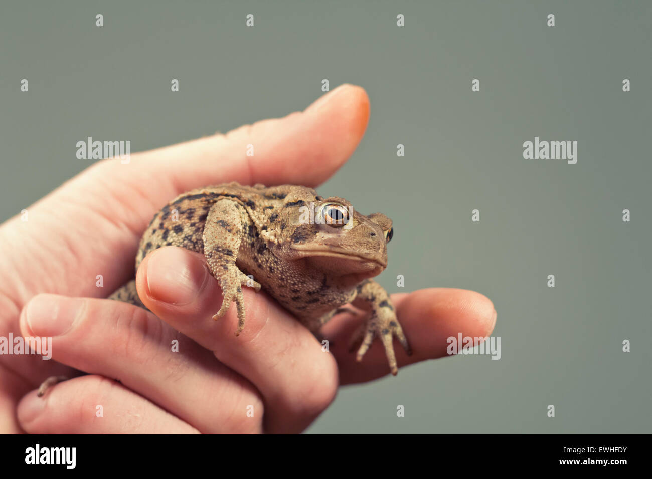 Gentle hands hold captive grumpy Eastern American toad Stock Photo - Alamy