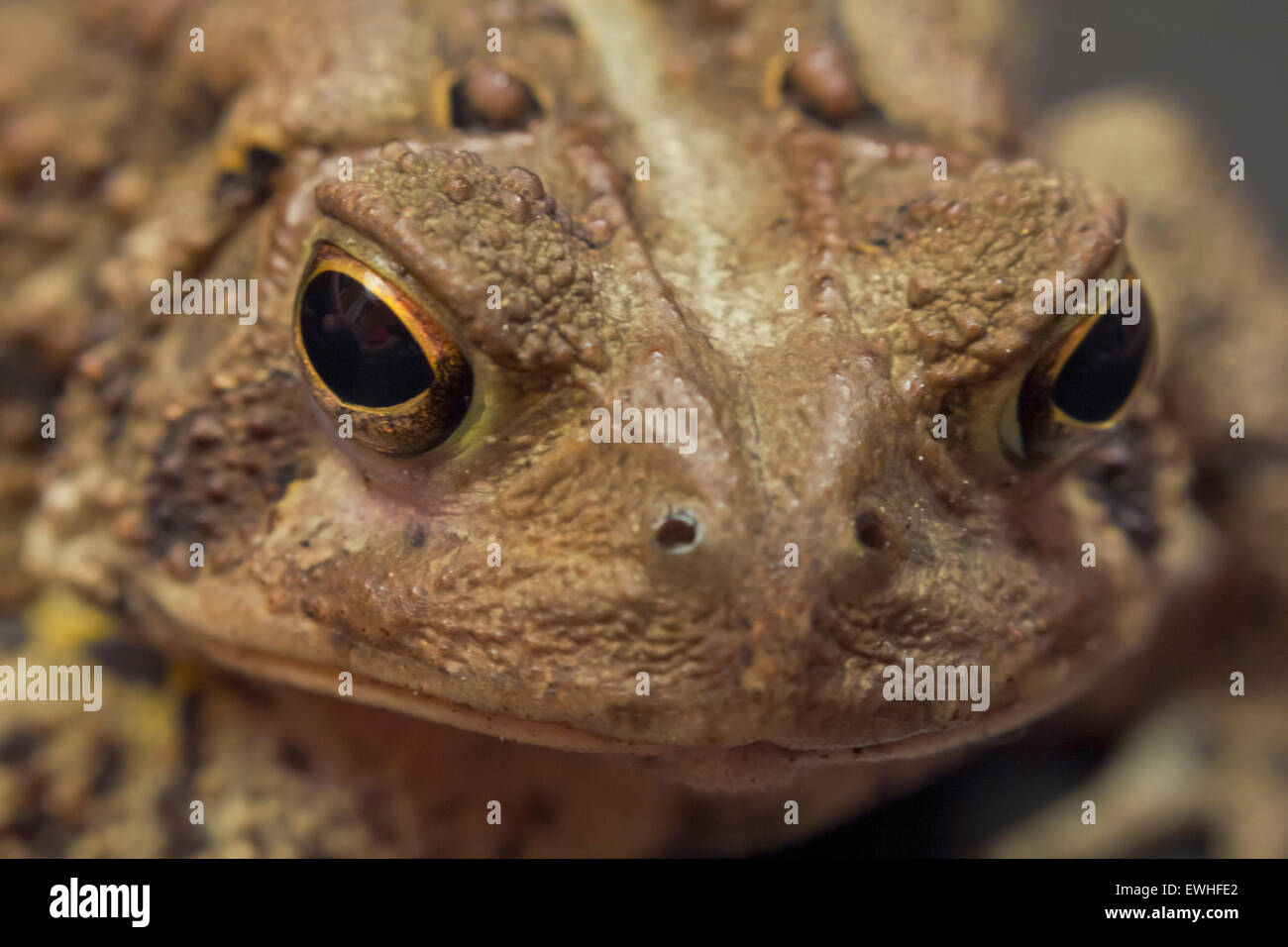 Close up macro of grumpy toads giant yellow eyes Stock Photo - Alamy