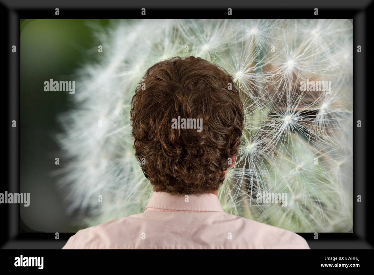 Back of man's head as he's watching flat screen television Stock Photo ...