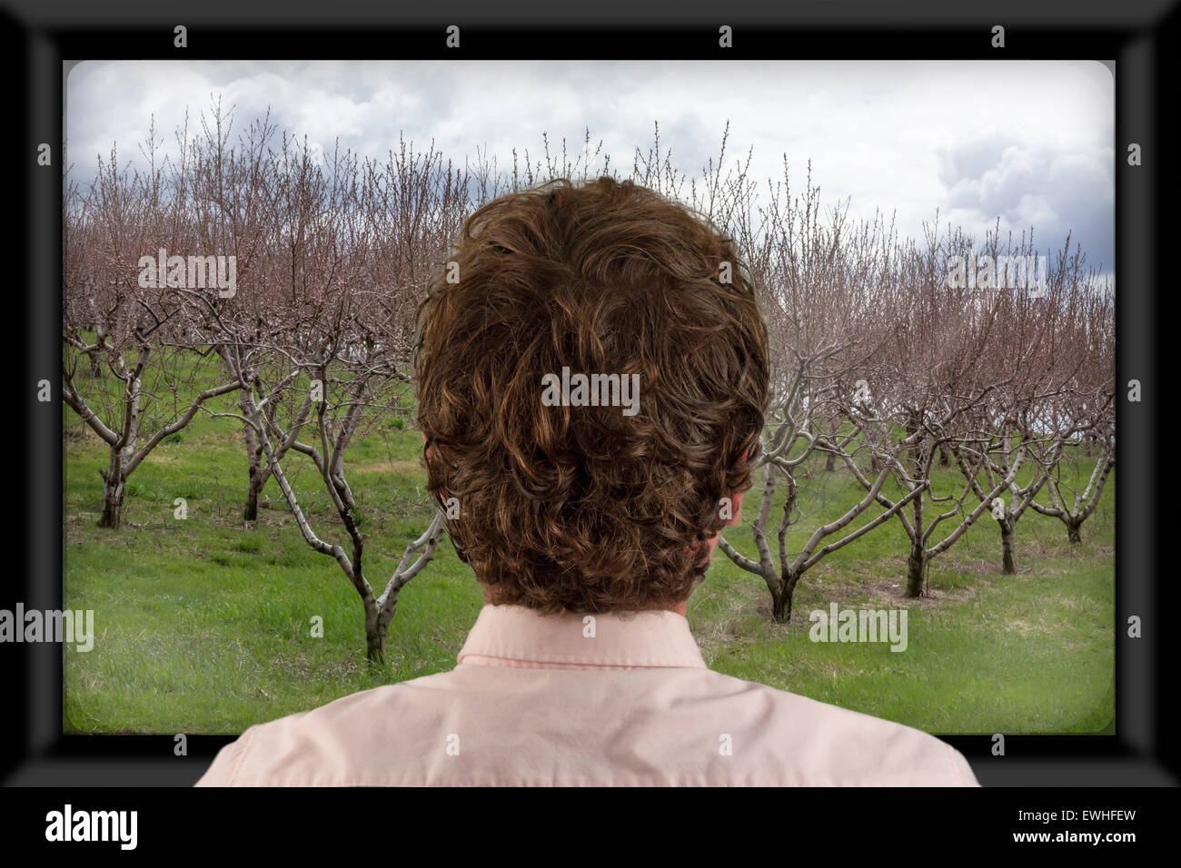 Back of man's head as he's watching flat screen television Stock Photo ...