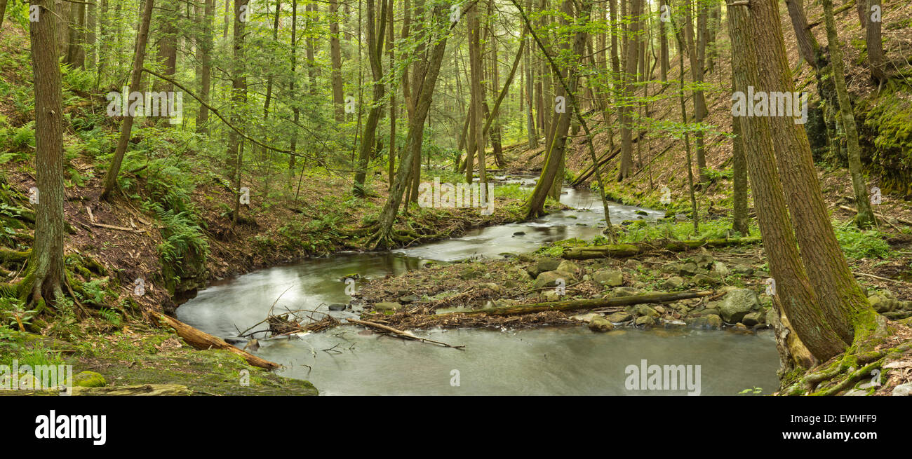 Stream winding through woodland hi-res stock photography and images - Alamy