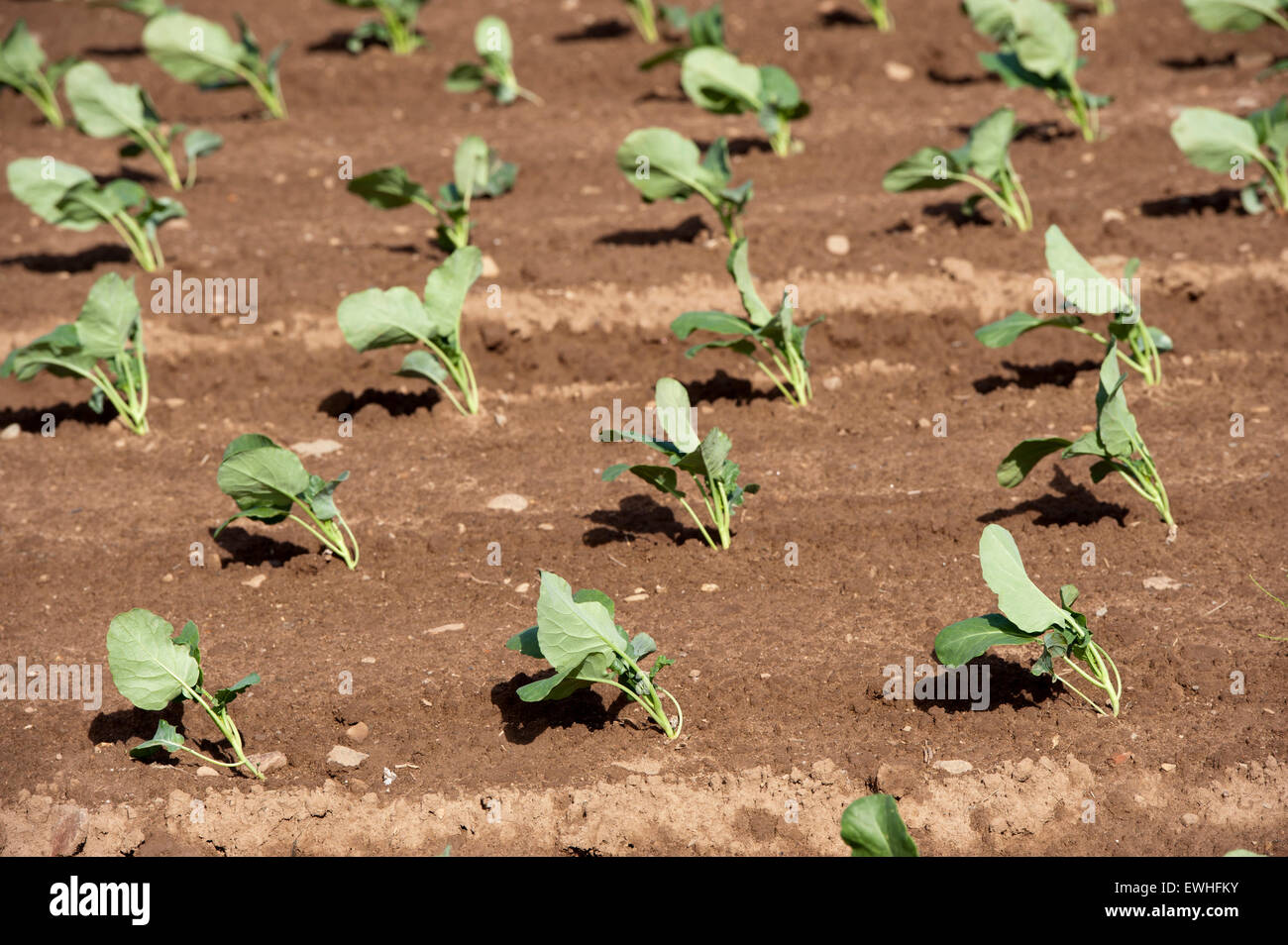 Field of Turnip seedlings emerging from soil. Couper Angus, Scotland ...