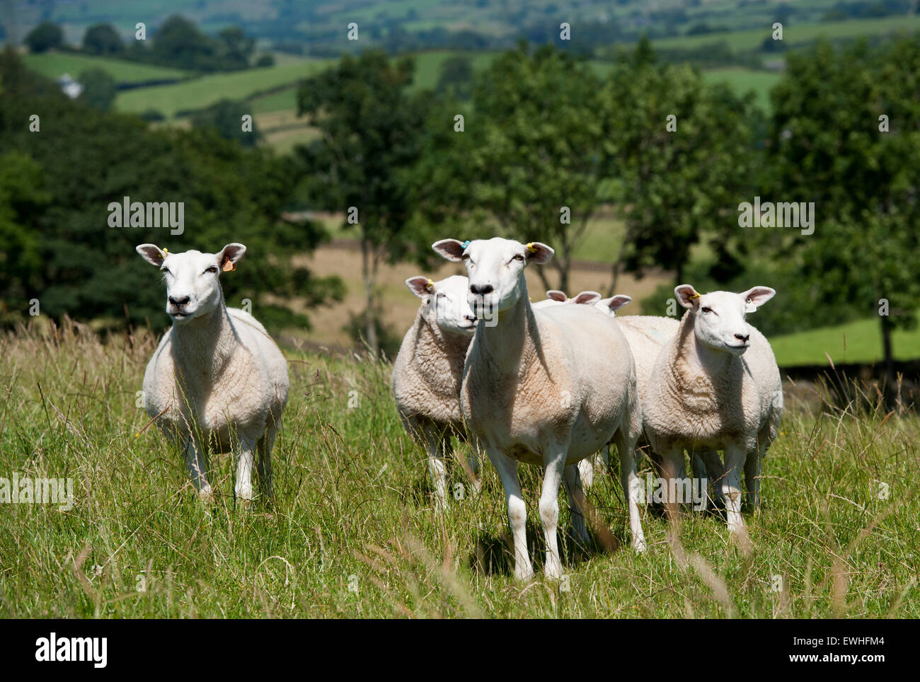 Texel lleyn sheep hi-res stock photography and images - Alamy