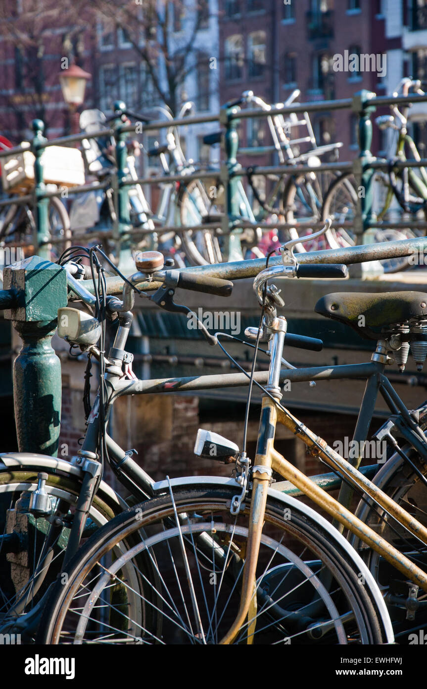 Amsterdam tree hi-res stock photography and images - Alamy