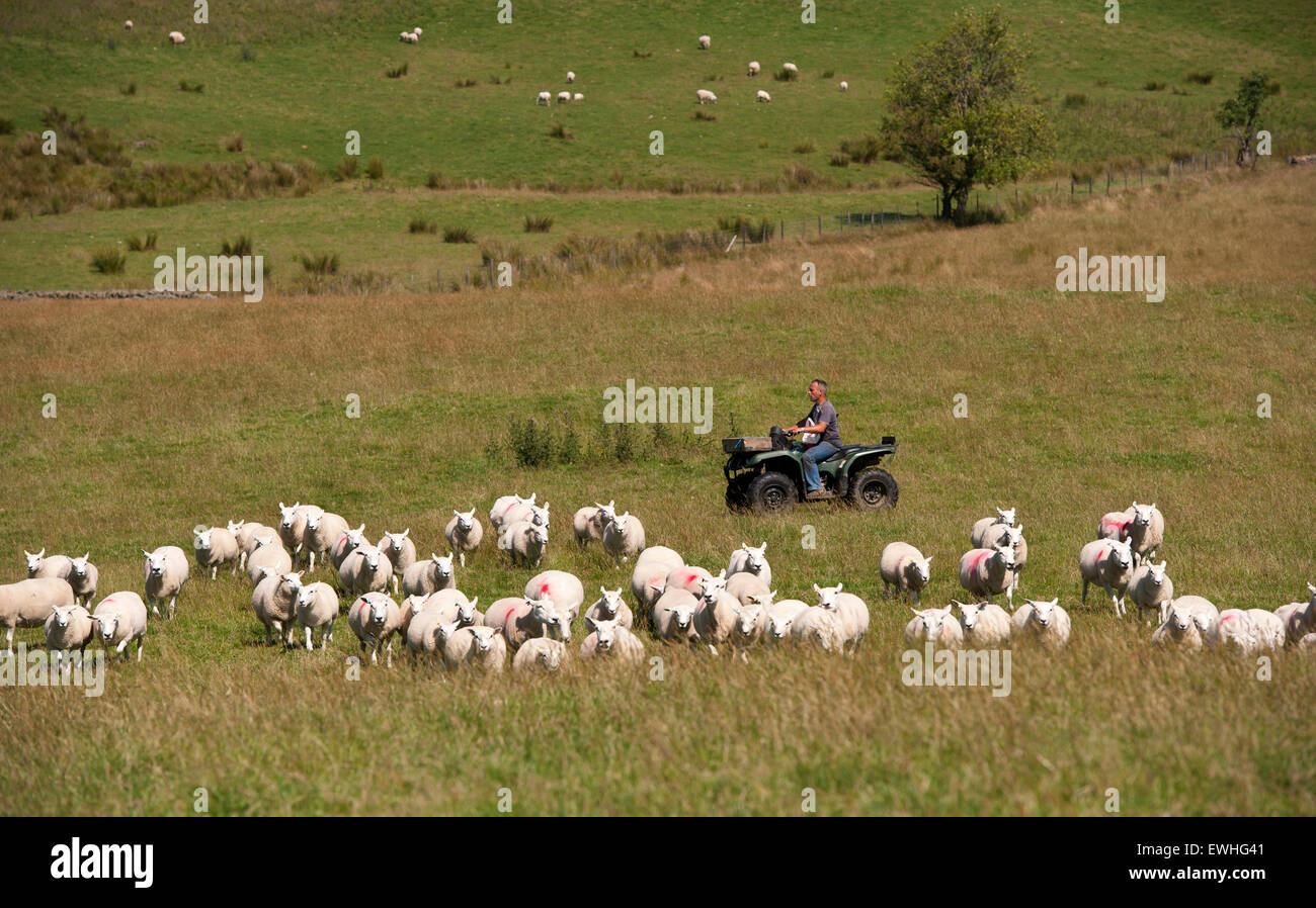 Shepherd on quad bike moving flock of sheep, Cumbria, UK Stock Photo ...