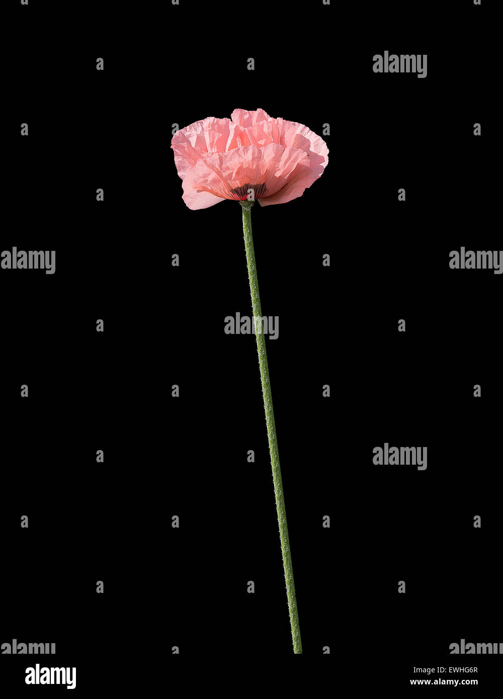 Pale salmon pink poppies closeup and buds outdoors in June, Sweden ...