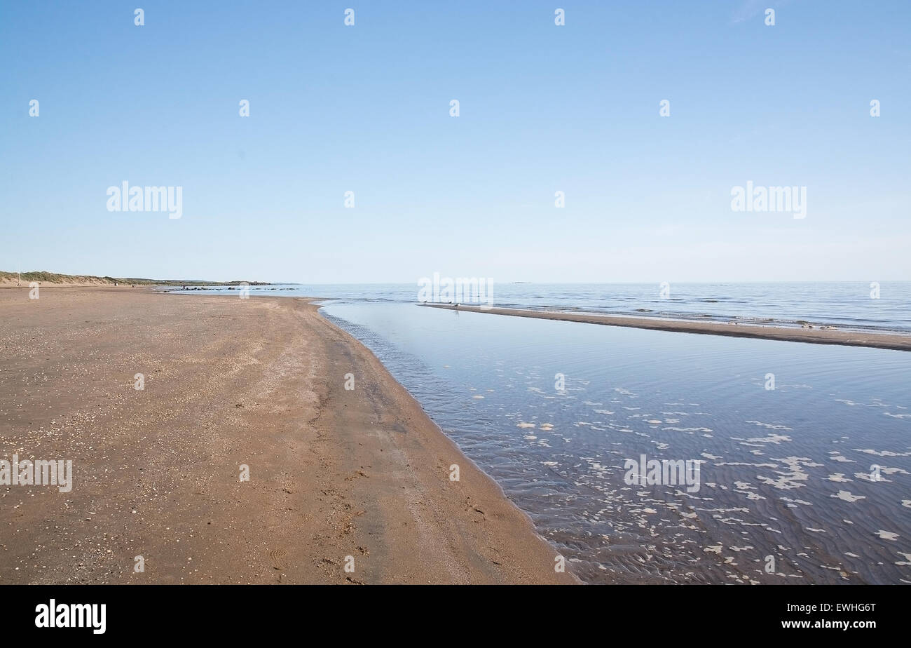 Sand dune and bird life on beach in Falkenberg, Swedish west coast ...