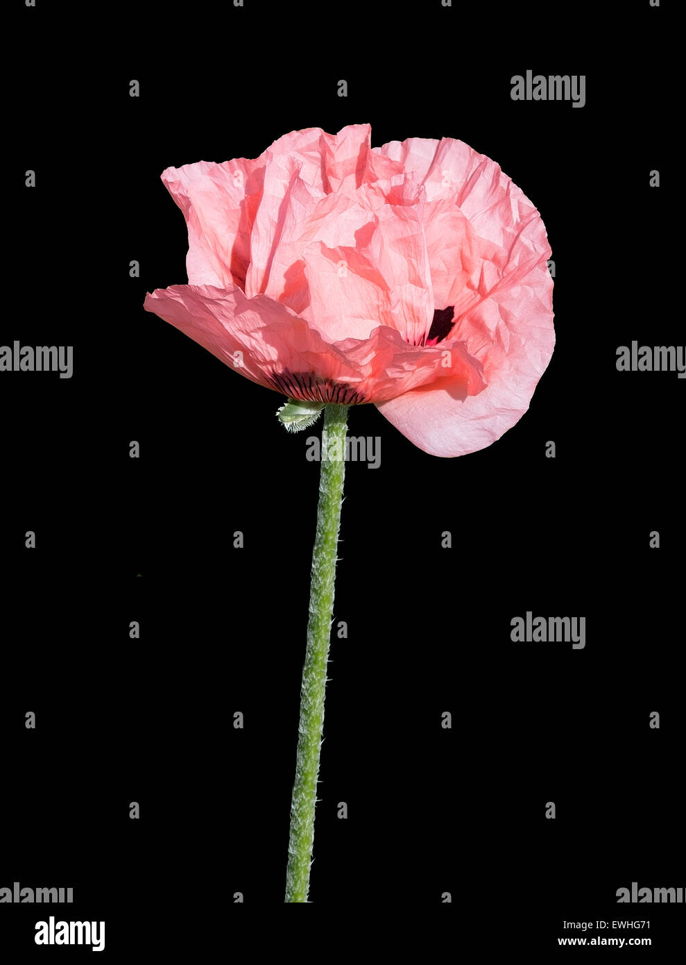 Pale salmon pink poppy flower closeup with long stem isolated on black ...