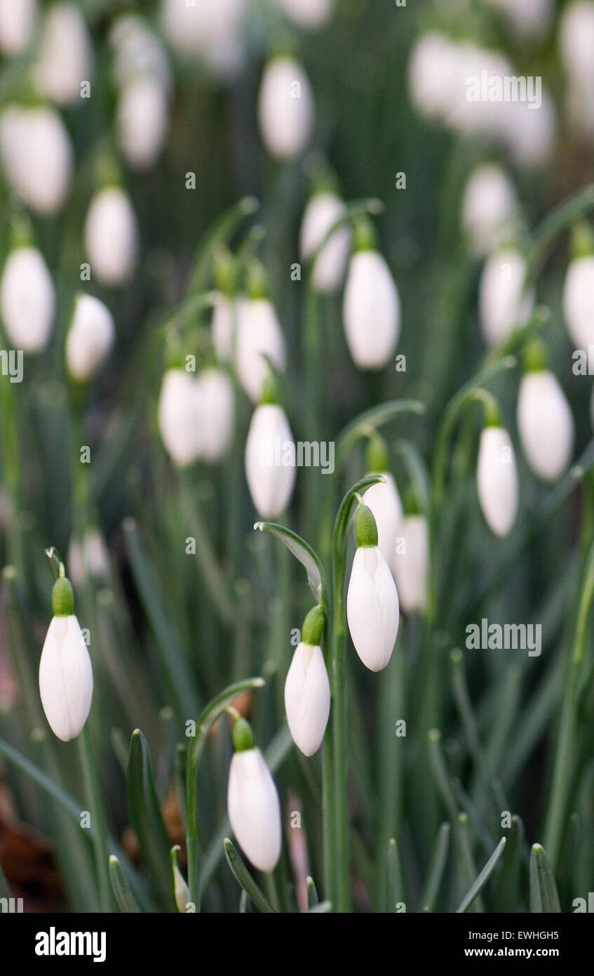 Snowdrop flowers blooming early in January Stock Photo - Alamy