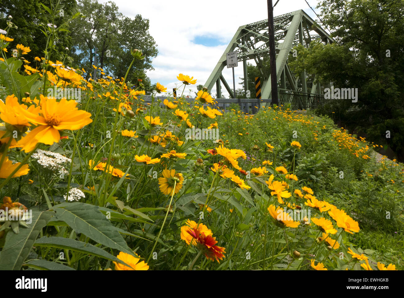 Wildflowers on Erie Canal embankment Stock Photo - Alamy