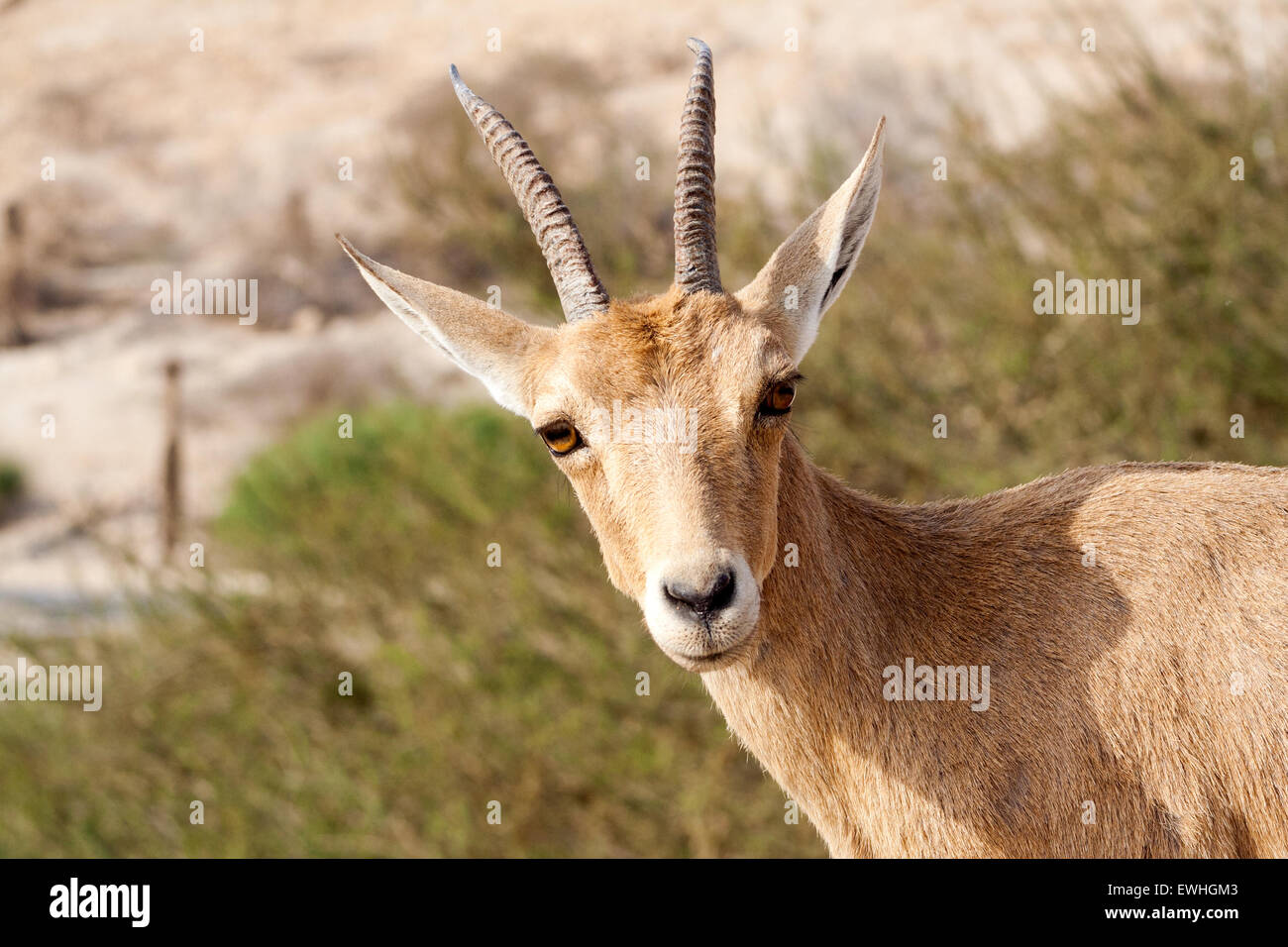 Wildlife in israel hi-res stock photography and images - Alamy