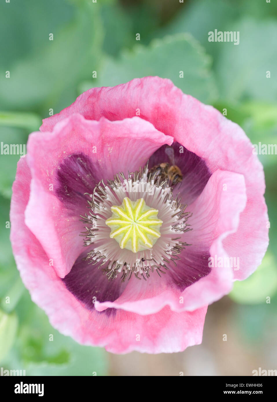 Close-up of a single purple coloured peony poppy flower Stock Photo - Alamy