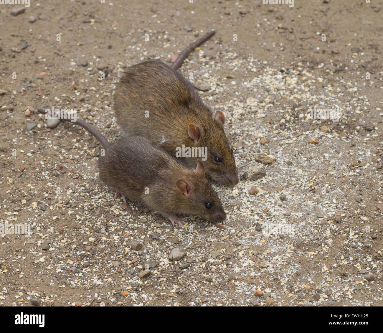 Brown Rats Stock Photos & Brown Rats Stock Images - Alamy