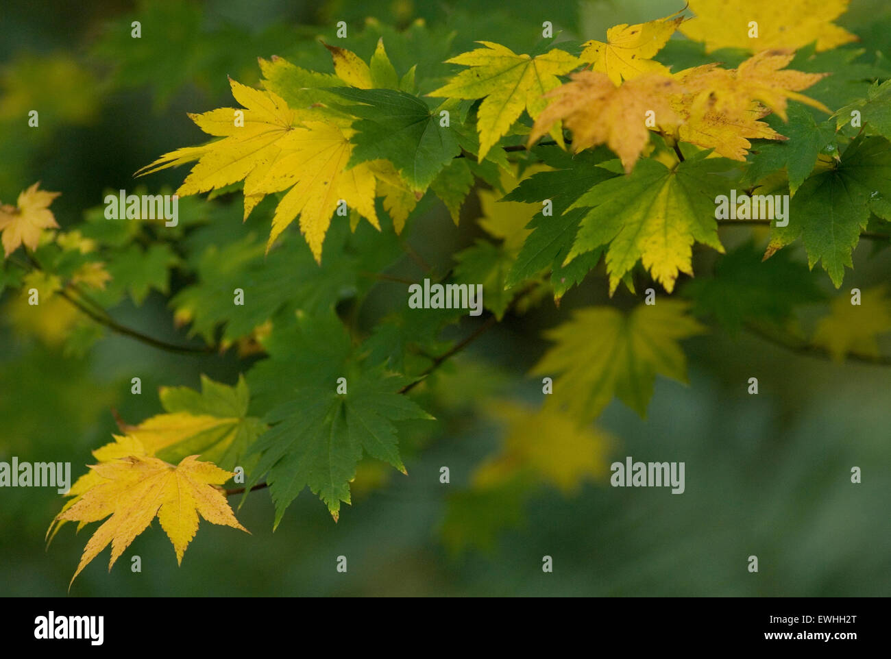 Golden acer trees hi-res stock photography and images - Alamy