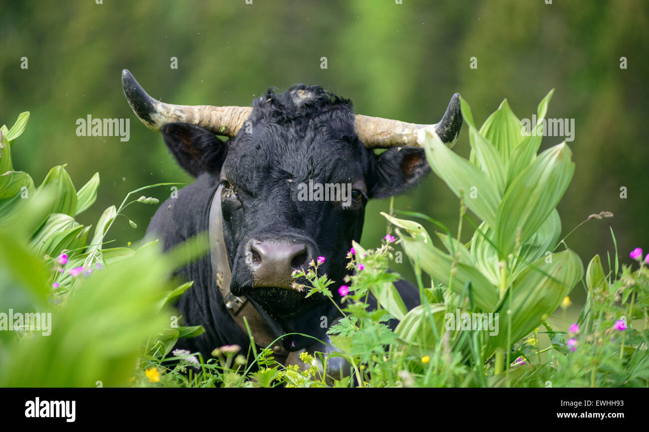 a black cow head with horns in the grass Stock Photo - Alamy