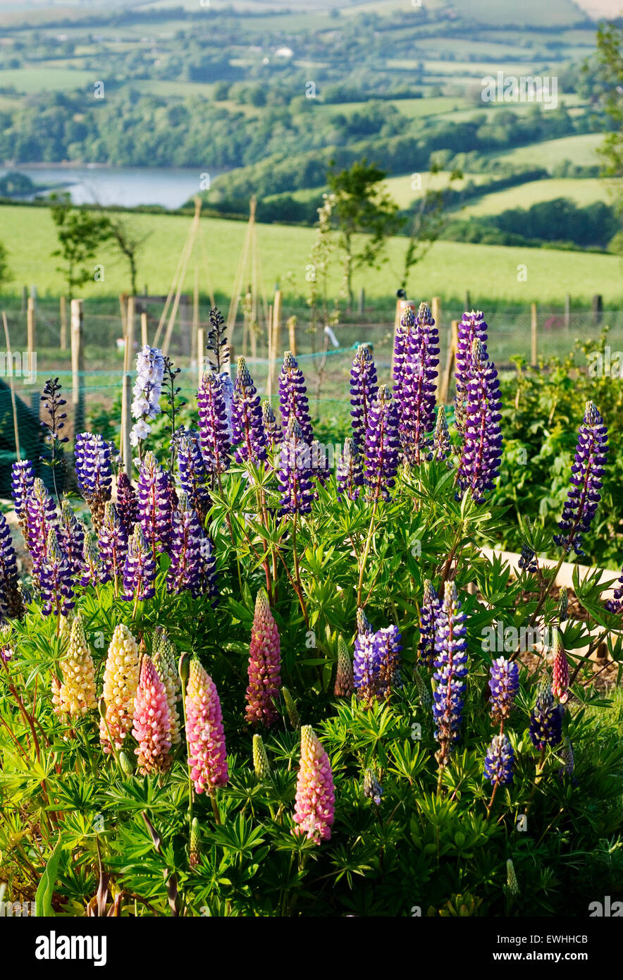 A bed of Lupin flowers growing in the countryside Stock Photo - Alamy