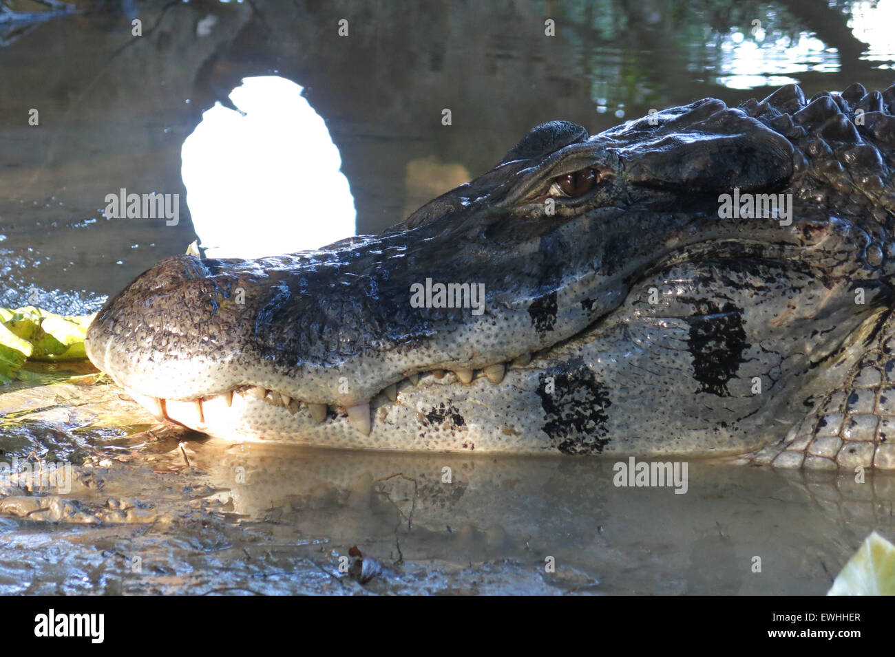 Caiman (Caimaninae) at Madidi National Park, Bolivia Stock Photo - Alamy