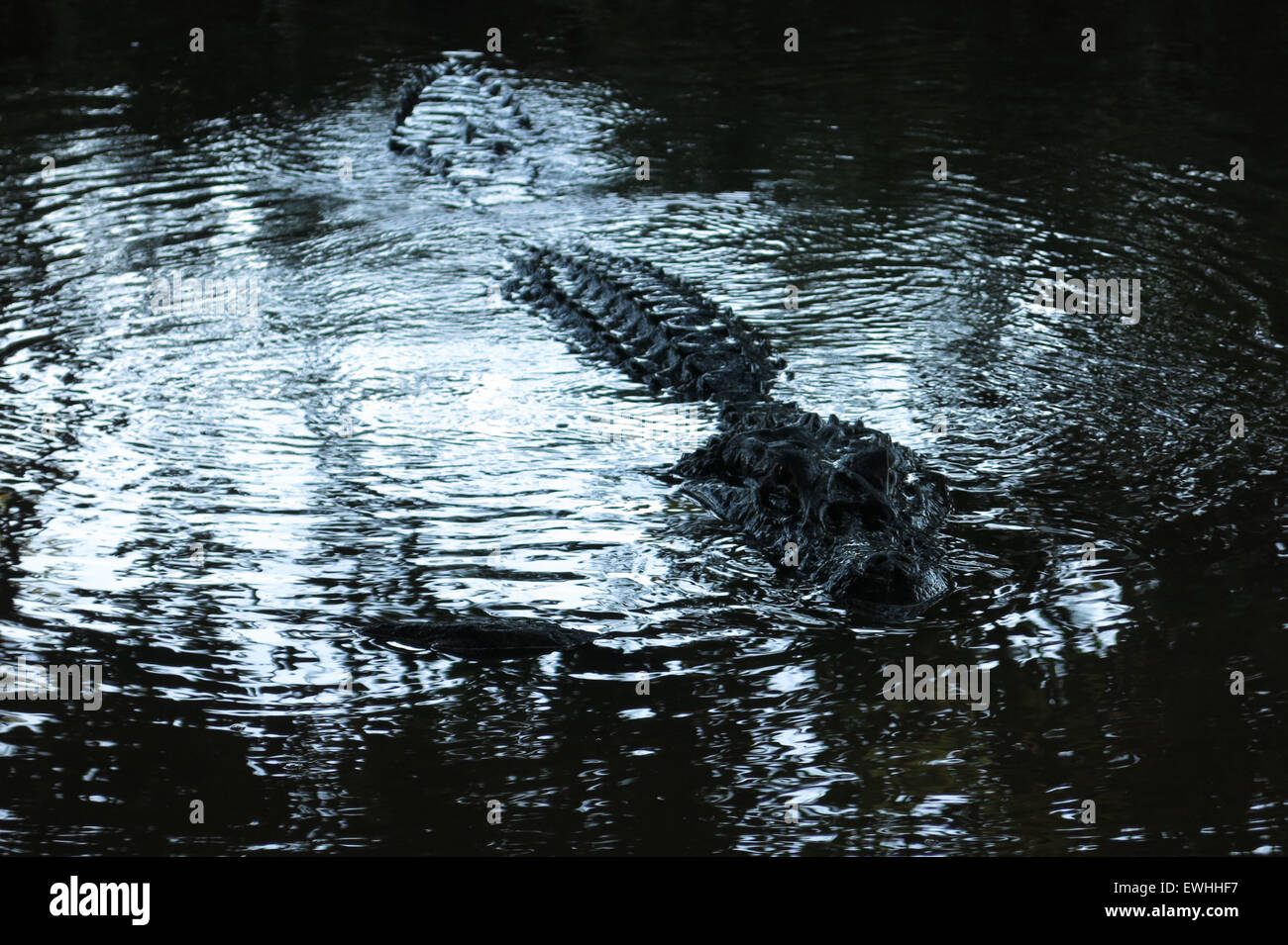 Caiman (Caimaninae) at Madidi National Park, Bolivia Stock Photo - Alamy
