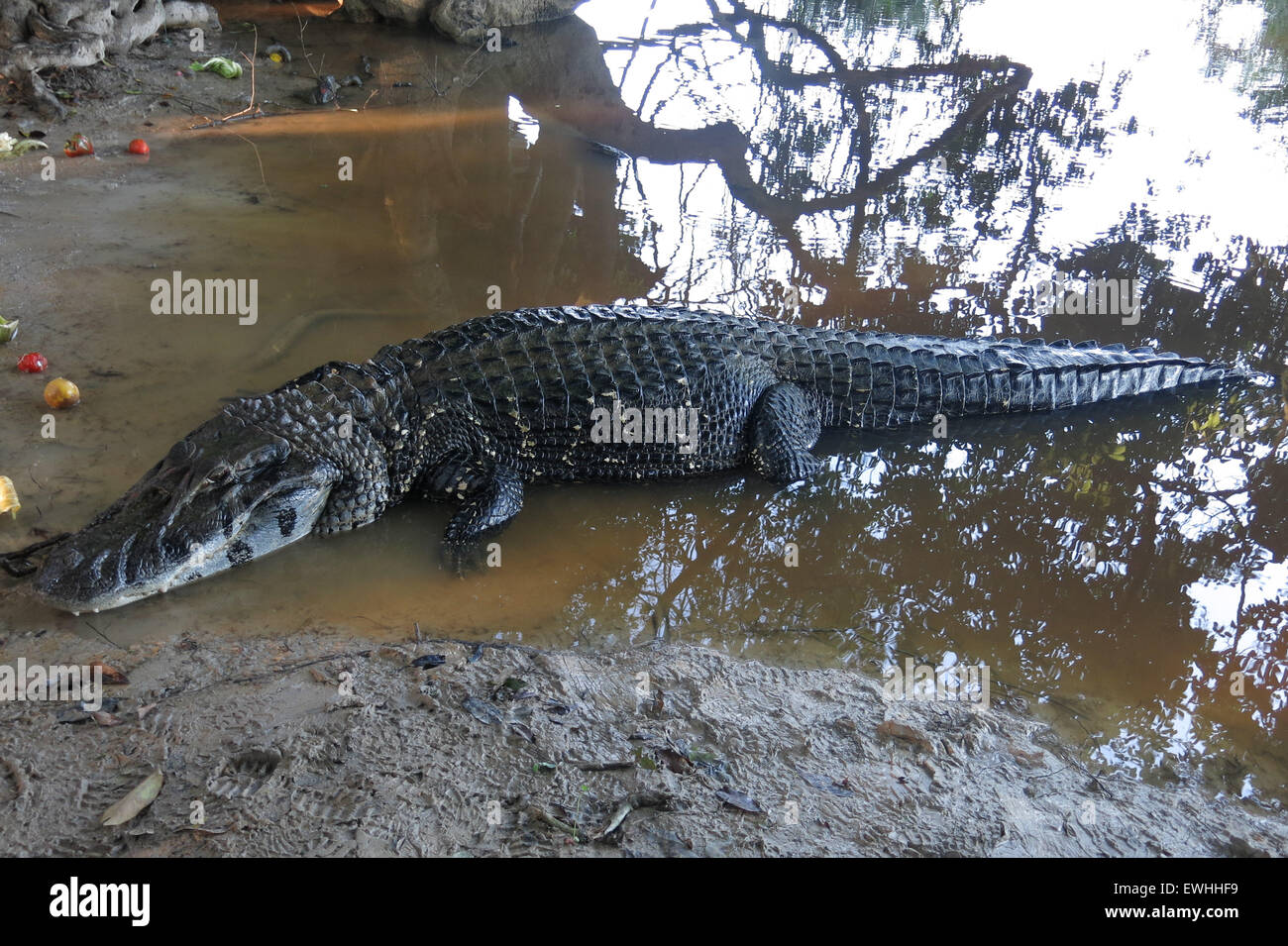 Caiman (Caimaninae) at Madidi National Park, Bolivia Stock Photo - Alamy