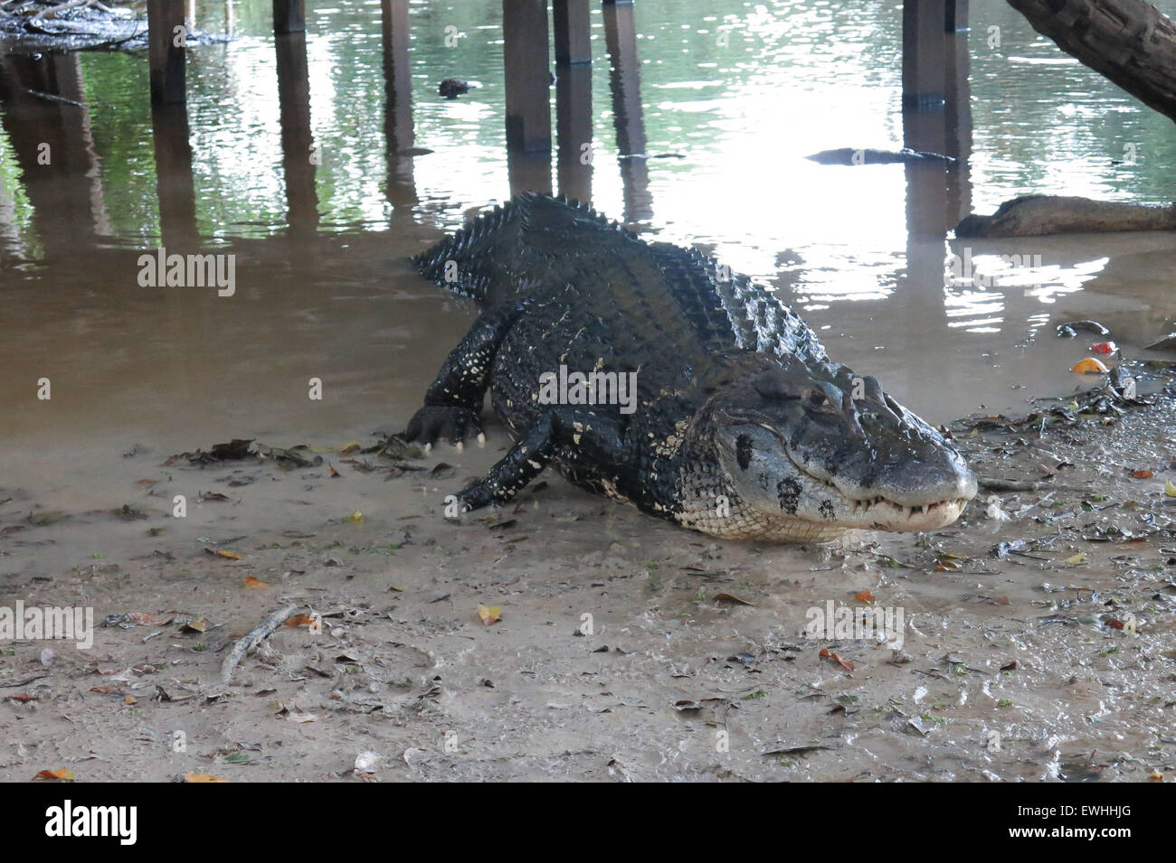 Caiman (Caimaninae) at Madidi National Park, Bolivia Stock Photo - Alamy