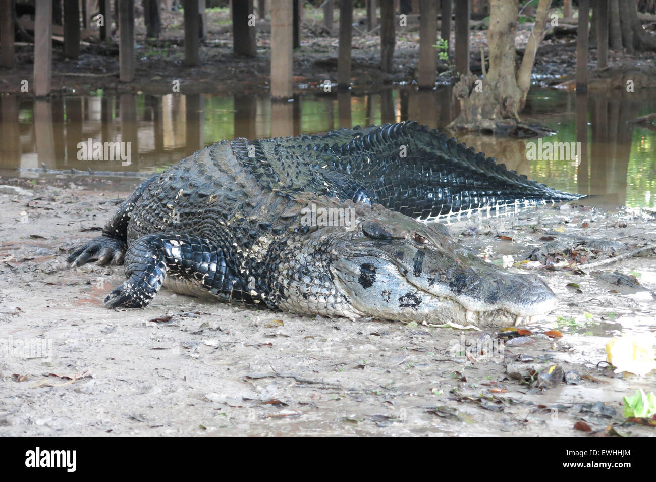 Caiman (Caimaninae) at Madidi National Park, Bolivia Stock Photo - Alamy