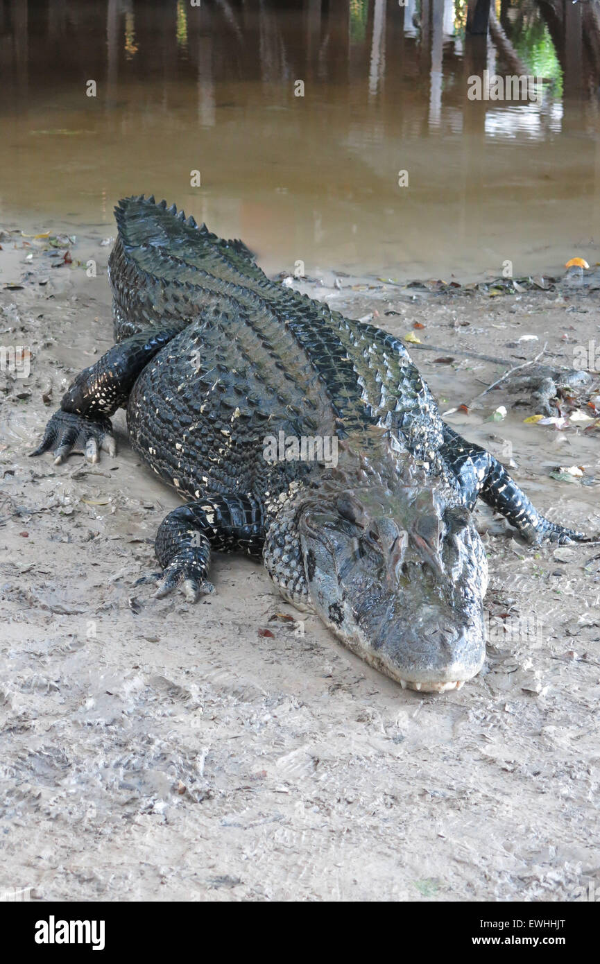 Caiman (Caimaninae) at Madidi National Park, Bolivia Stock Photo - Alamy