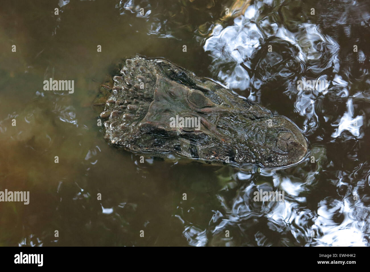 Caiman (Caimaninae) at Madidi National Park, Bolivia Stock Photo - Alamy