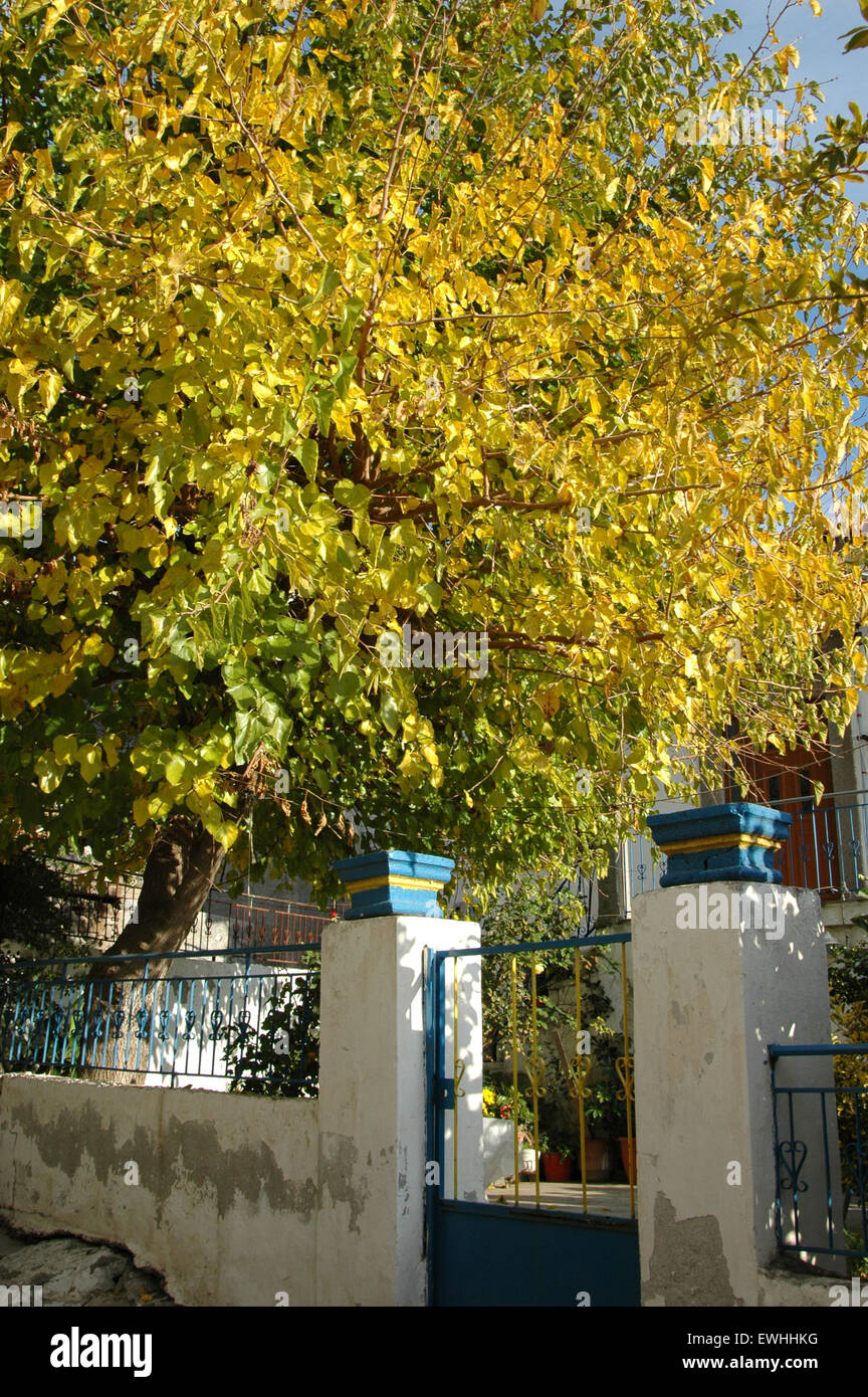 Yellow-Green sycamore tree leaves and Thanos village house yard. Limnos ...