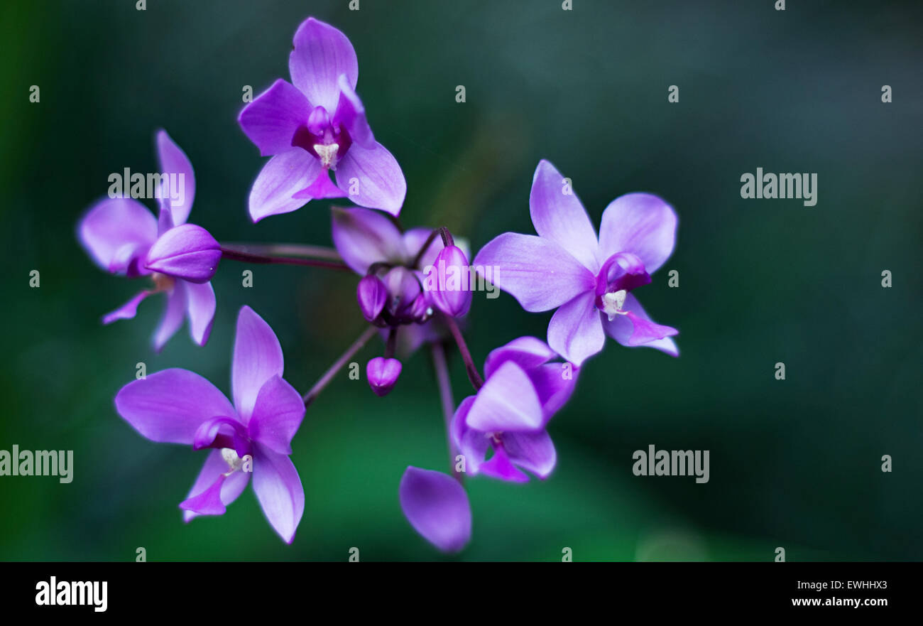 Purple flower bokeh Stock Photo - Alamy