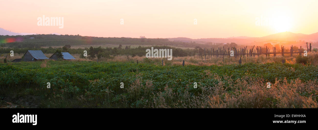 Vietnam wheat hi-res stock photography and images - Alamy