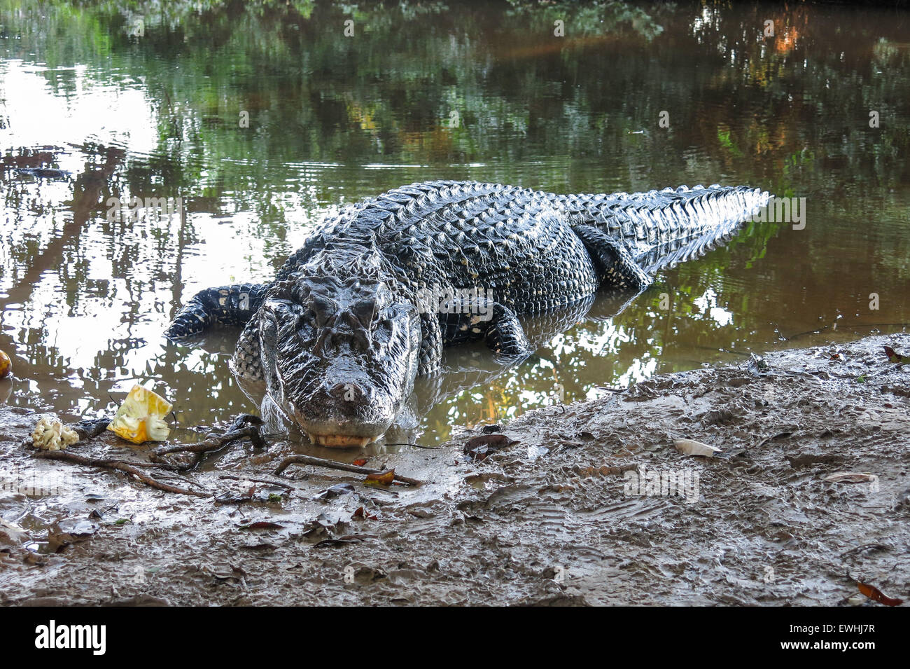 Caiman (Caimaninae) at Madidi National Park, Bolivia Stock Photo - Alamy