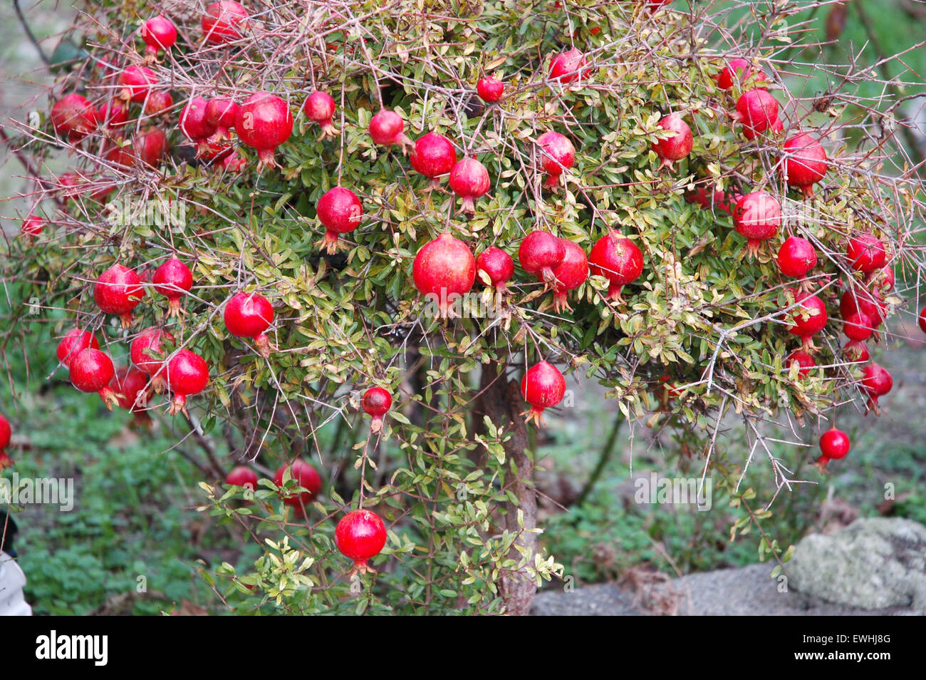 Wide angle photo of a small / mini pomegranate tree with fruits in ...