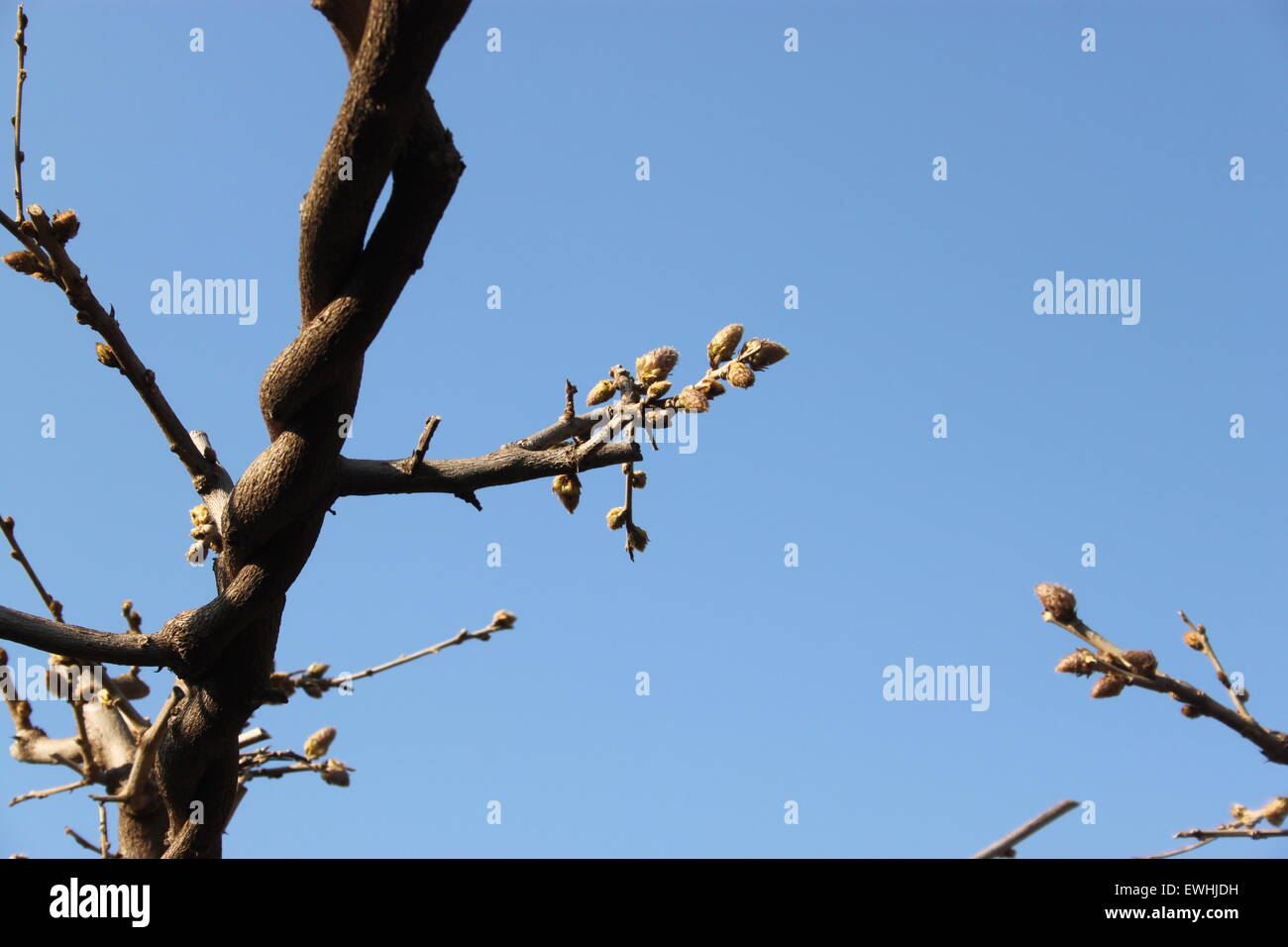 Tree branch against the blue Italian sky Stock Photo - Alamy