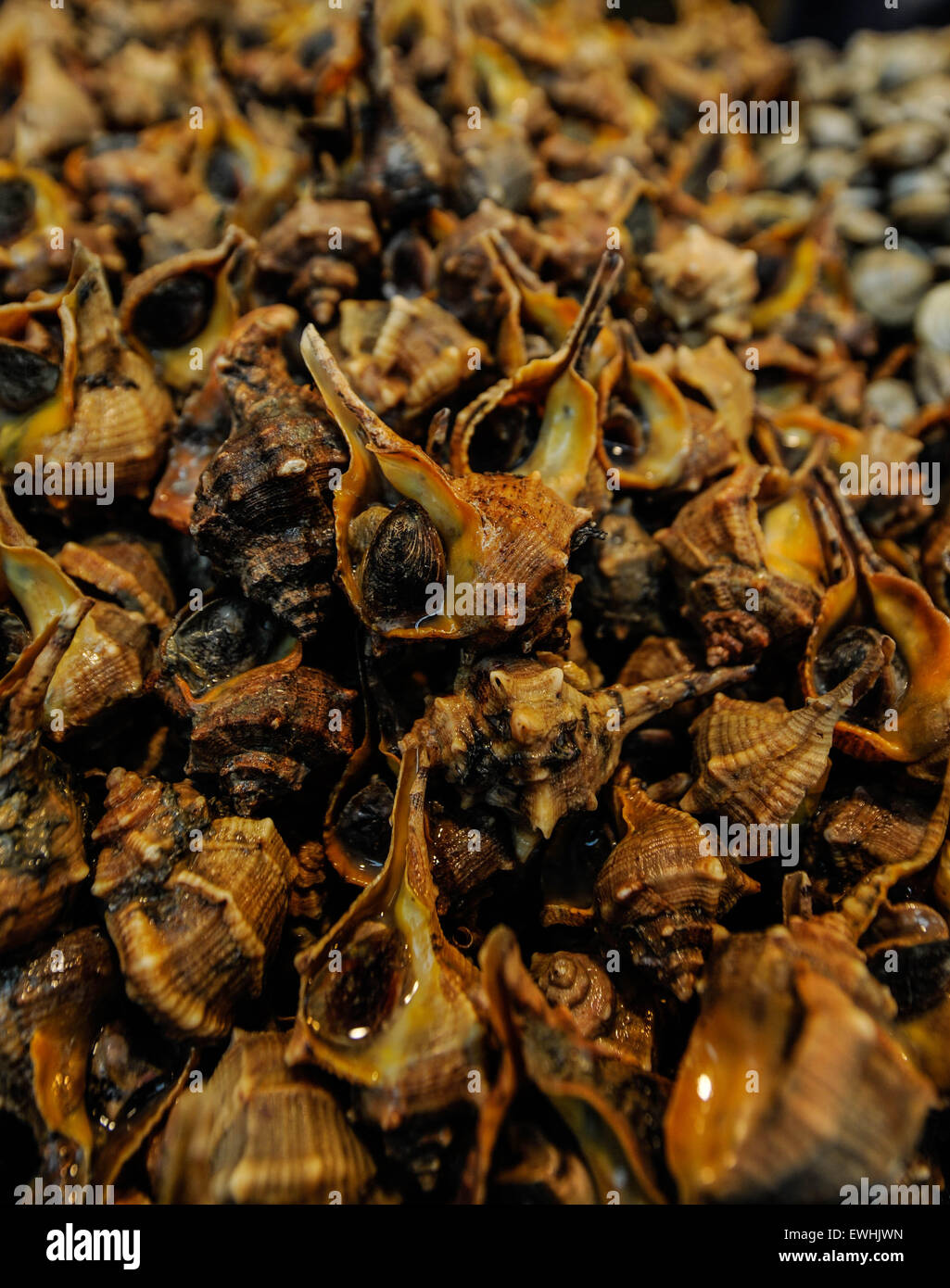 Conchas de mariscos hi-res stock photography and images - Alamy