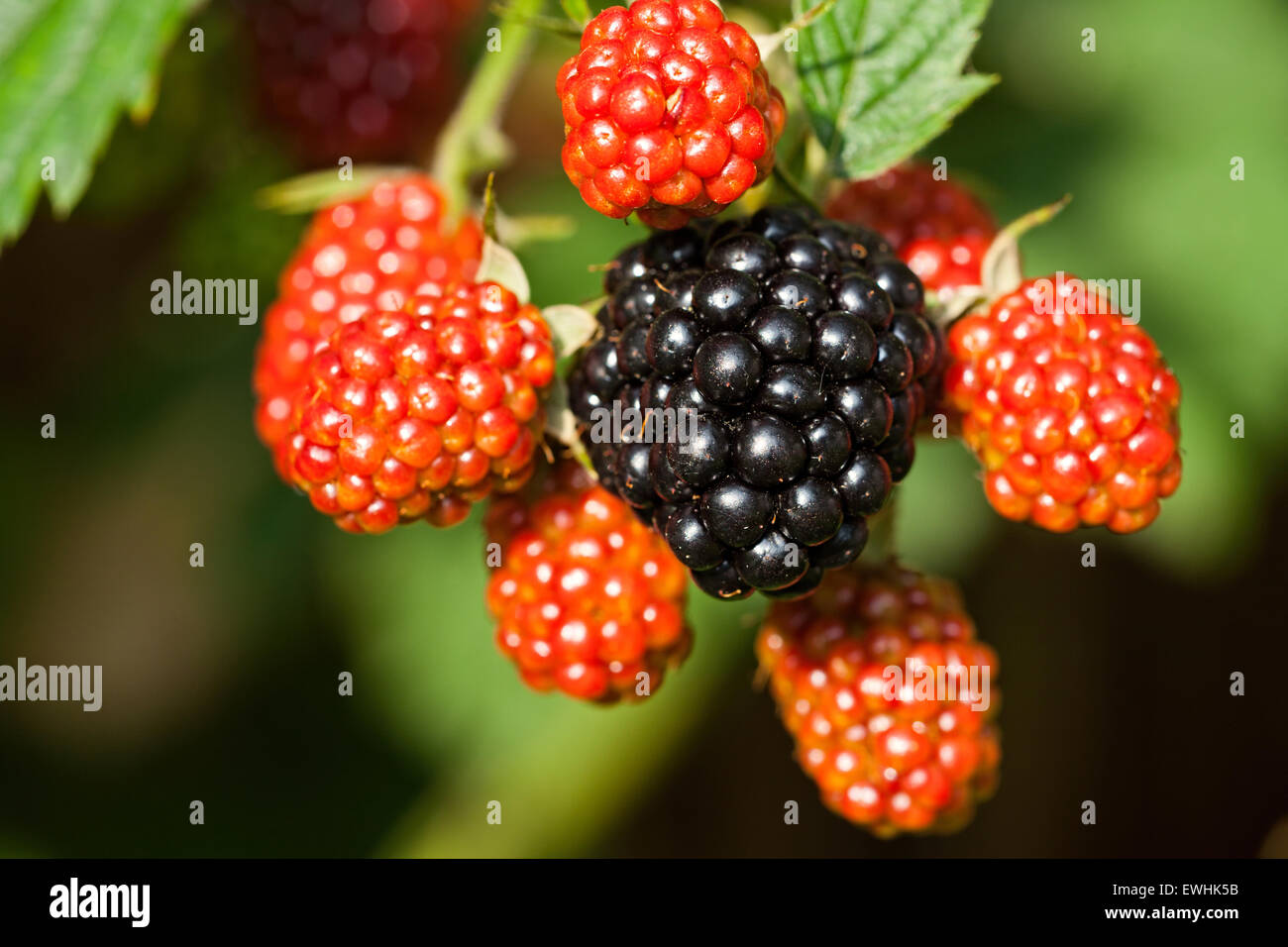 Ripe unripe fruit blackberry hi-res stock photography and images - Alamy