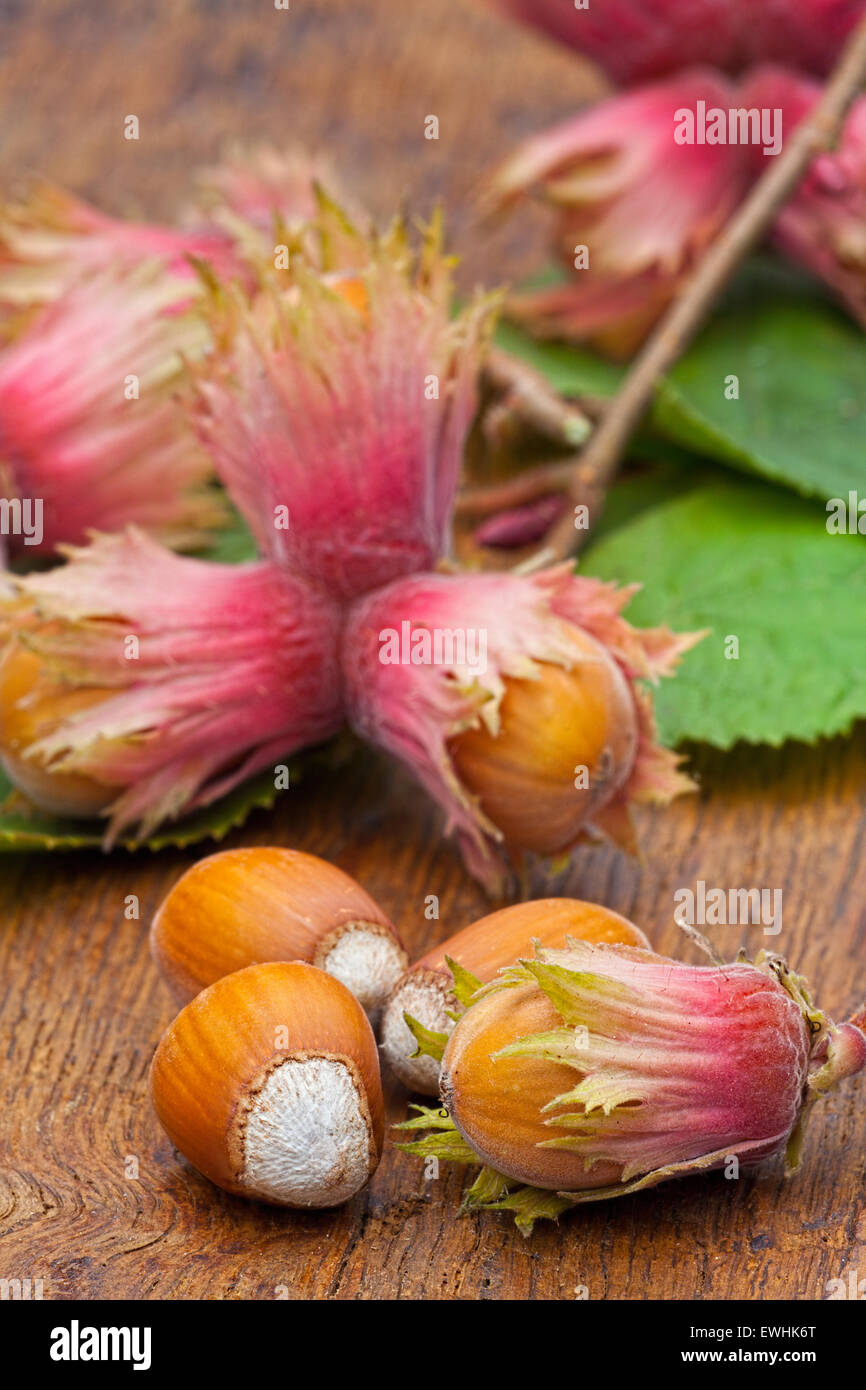 Organic hazelnut tree hi-res stock photography and images - Alamy