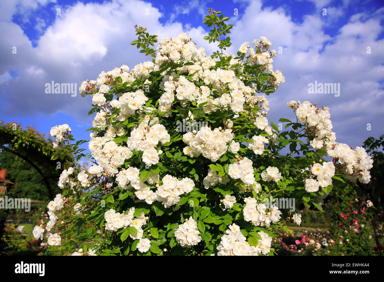 Roses in the garden Stock Photo - Alamy